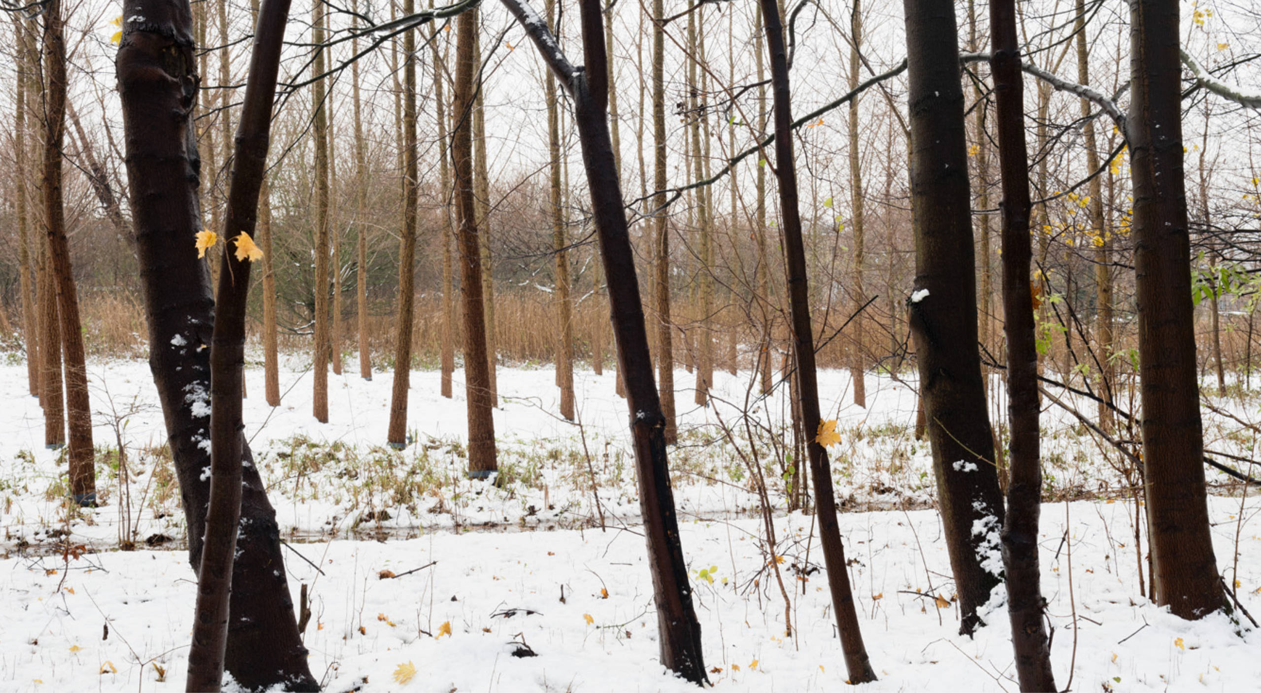 Bureau Bas Smets - landscape architecture